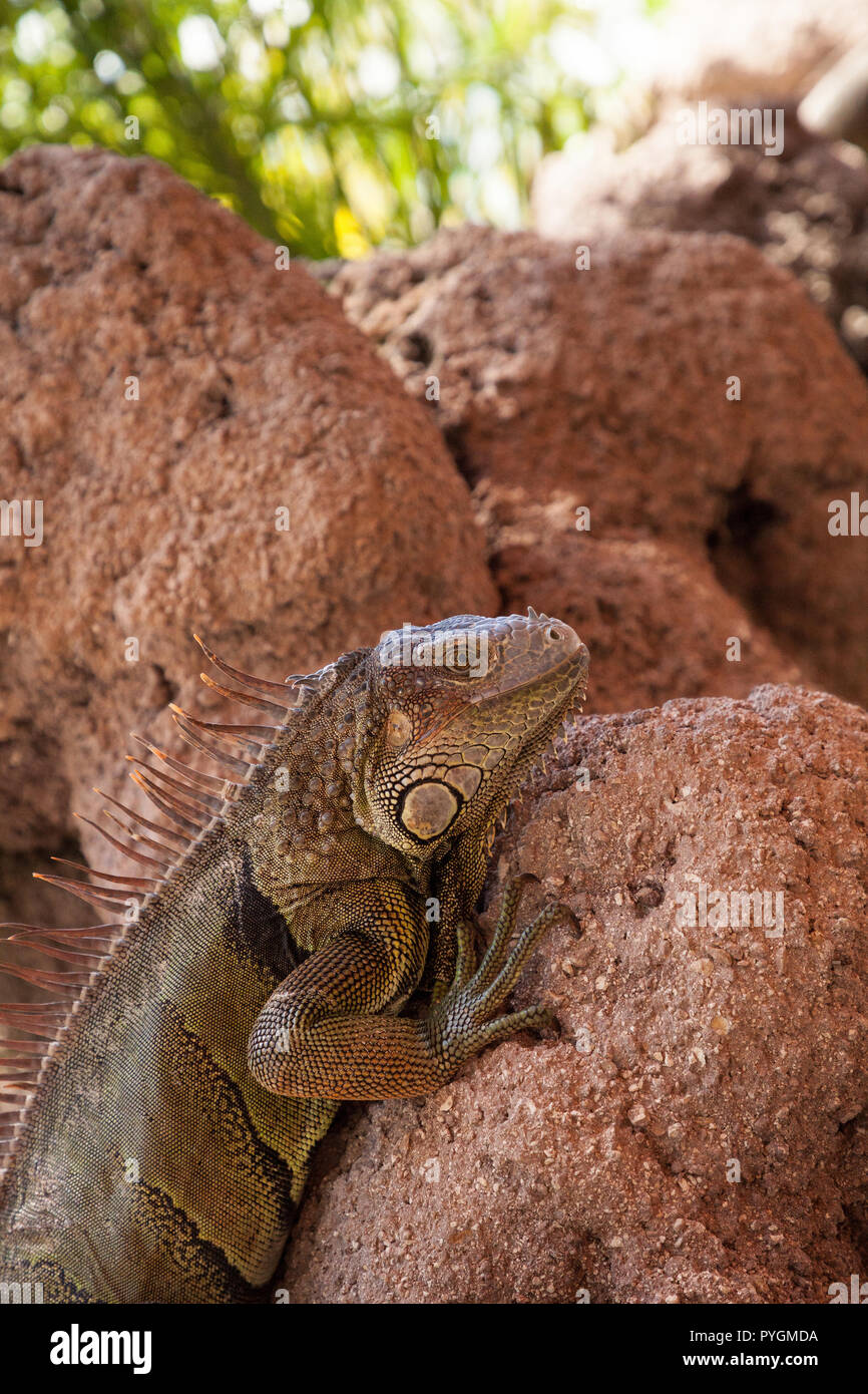 Green Iguana also known as Iguana iguana basks on a rock in Miami ...