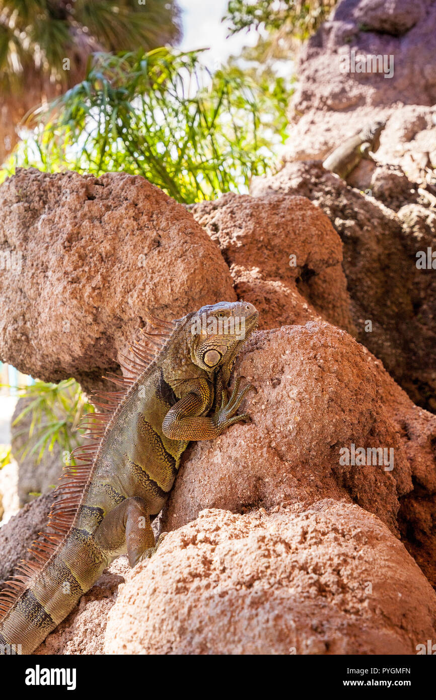 Green Iguana also known as Iguana iguana basks on a rock in Miami ...