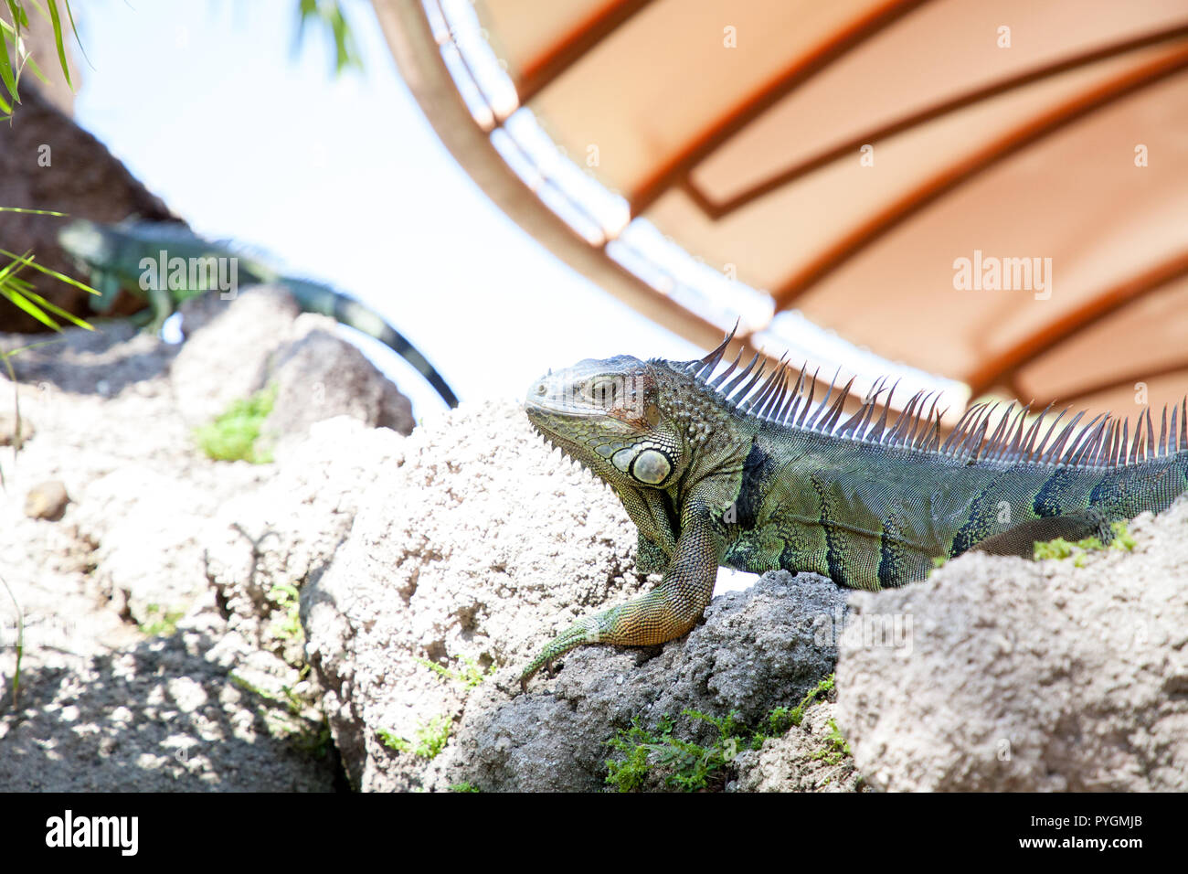Green Iguana also known as Iguana iguana basks on a rock in Miami ...