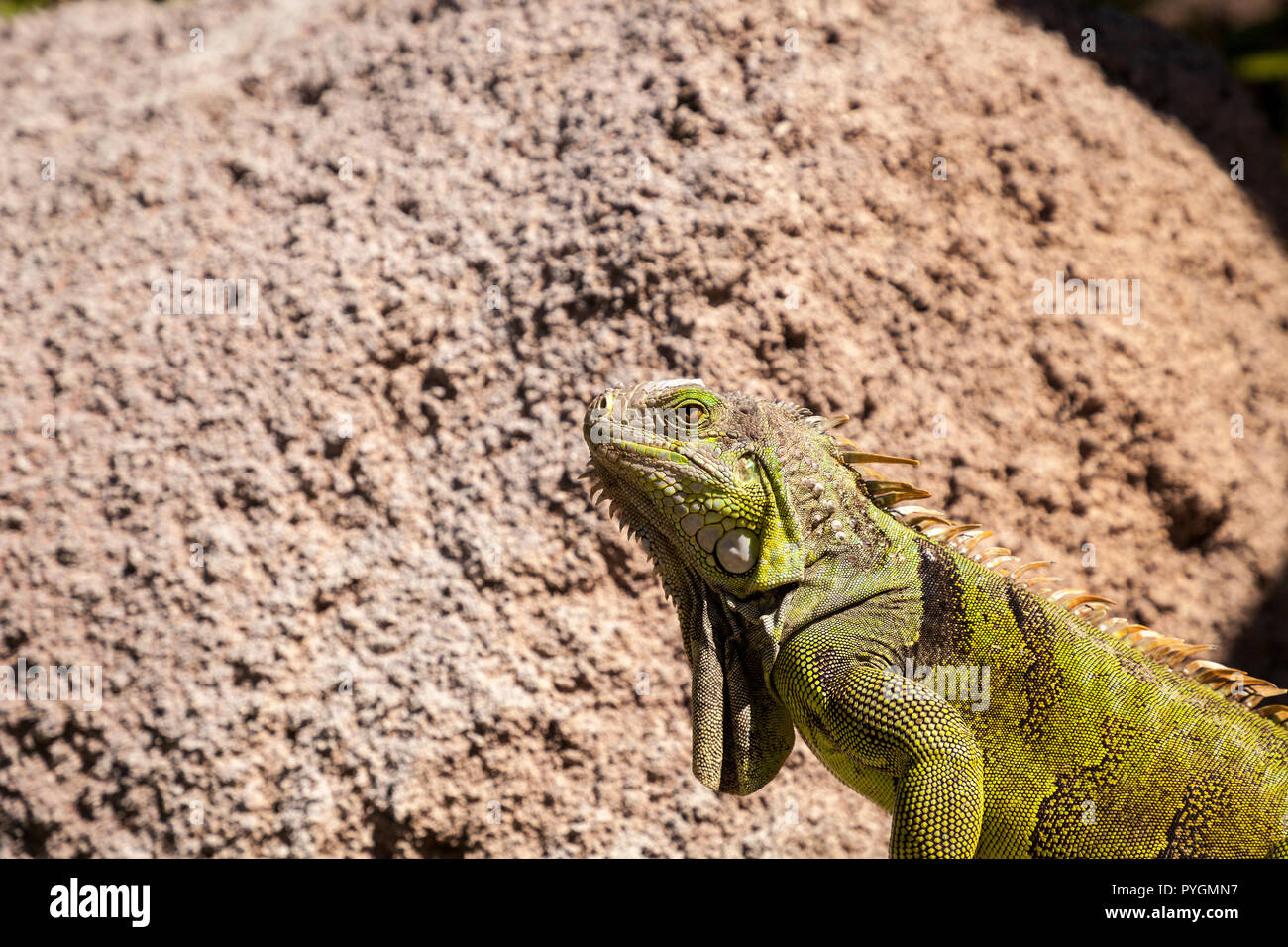 Green Iguana also known as Iguana iguana basks on a rock in Miami ...