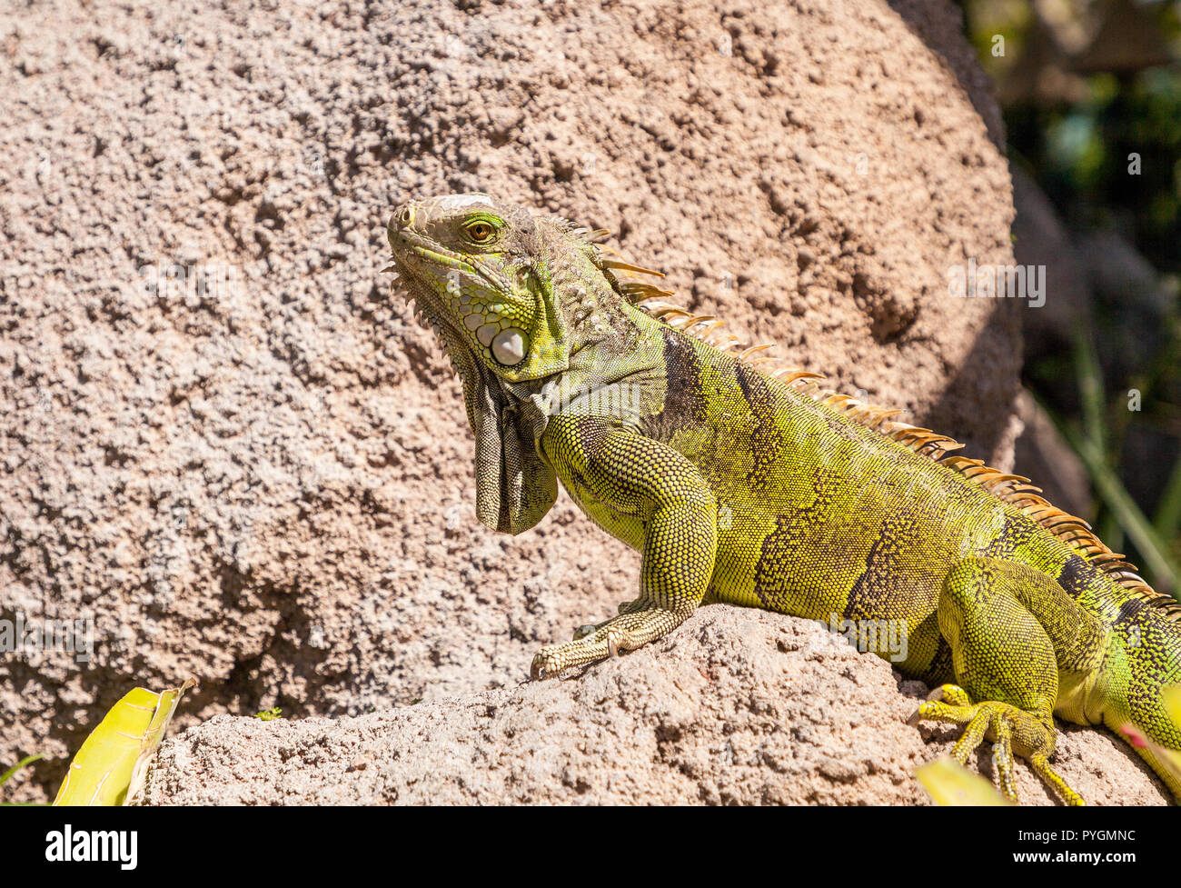 Green Iguana also known as Iguana iguana basks on a rock in Miami ...