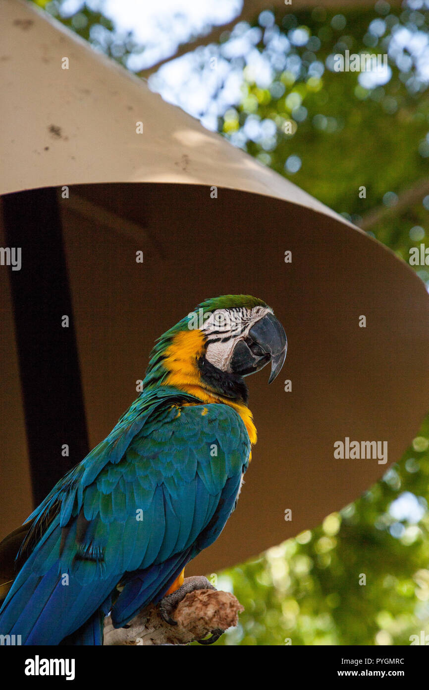 Blue and gold macaw bird Ara ararauna perches in captivity in Florida ...