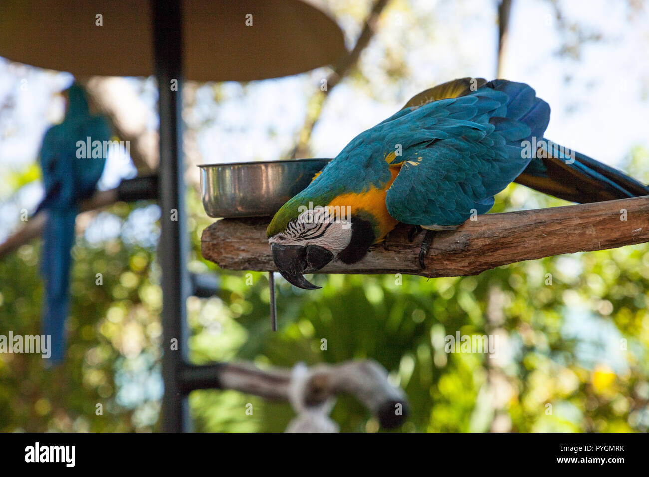 Blue and gold macaw bird Ara ararauna perches in captivity in Florida ...