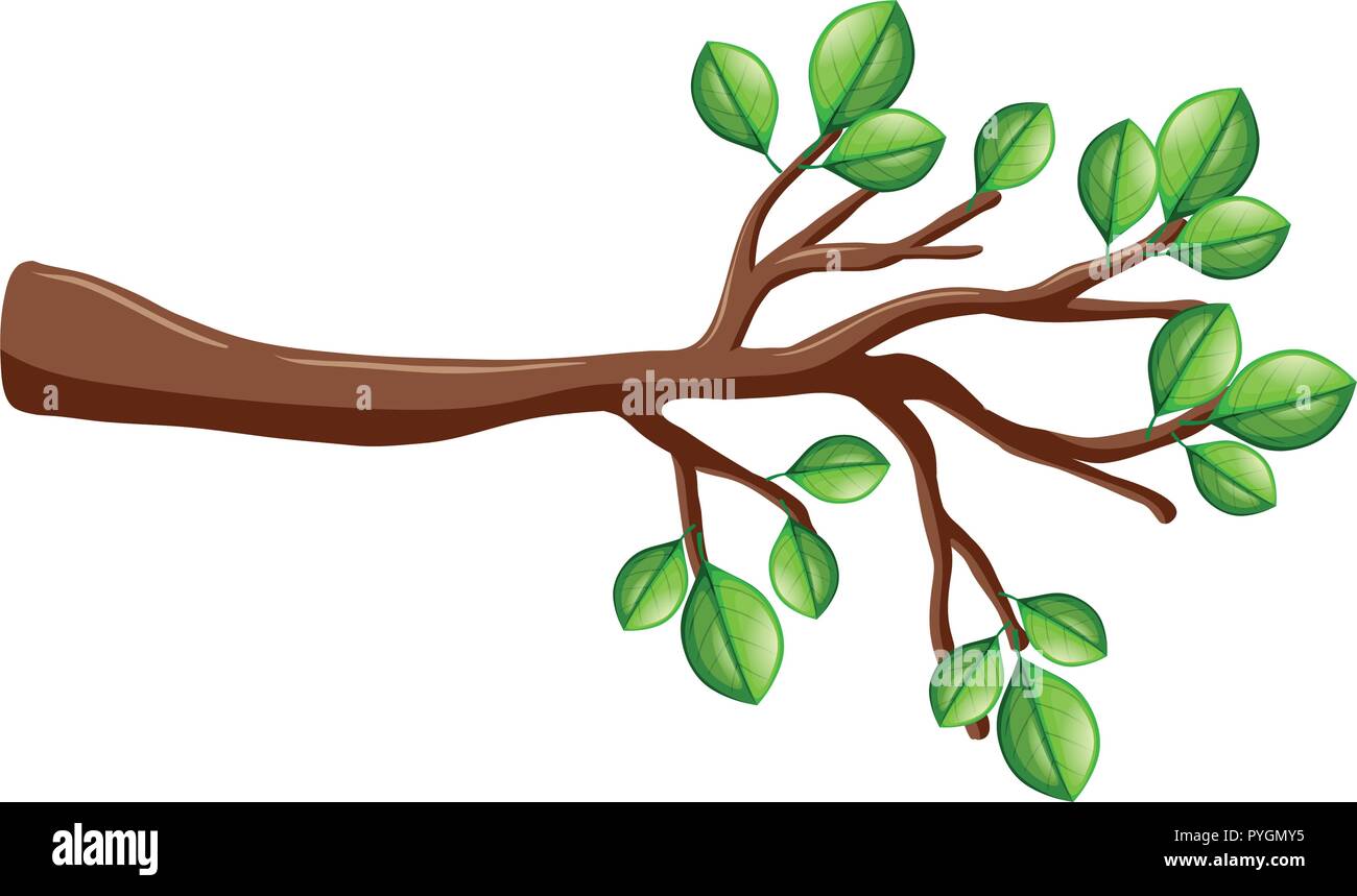 Tree branch with green leaves illustration Stock Vector Image & Art - Alamy