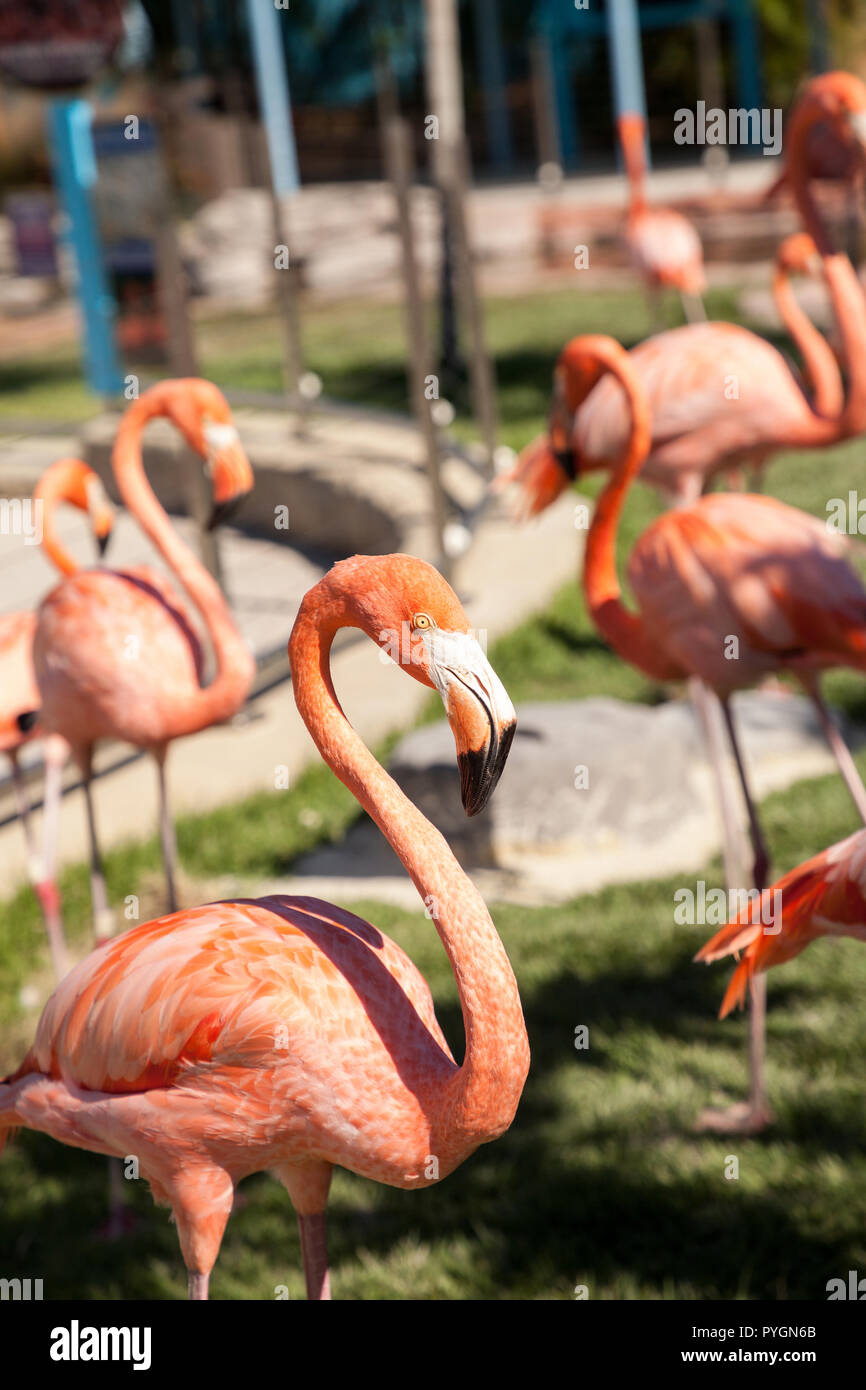 Pink Caribbean flamingo, Phoenicopterus ruber, in the middle of flock ...