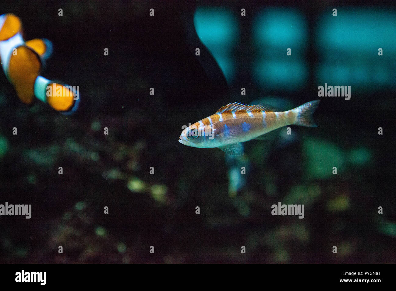 Orange and white striped Catalina Goby Lythrypnus dalli swims in a ...