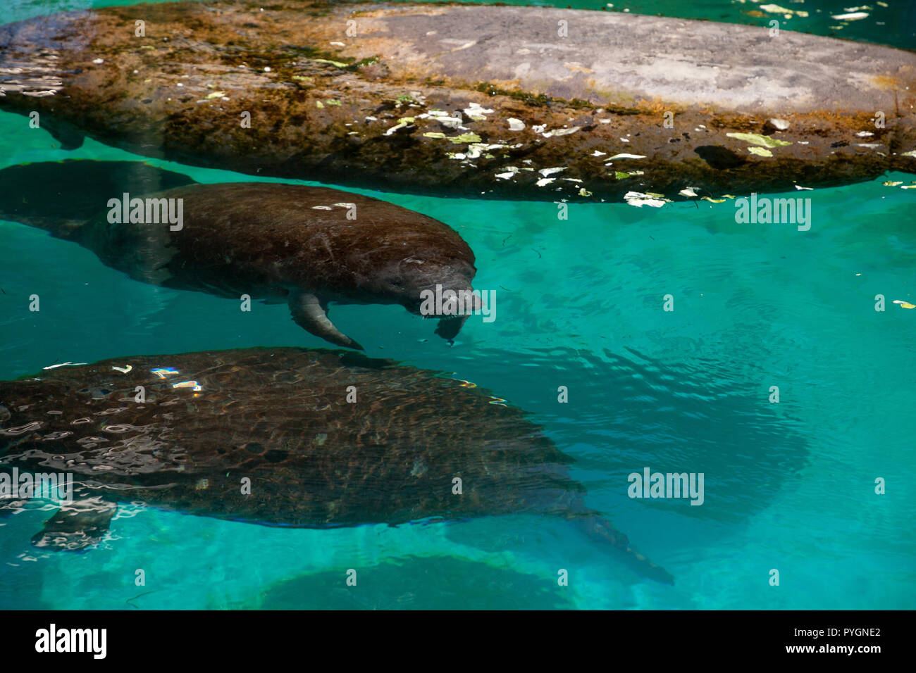 Florida manatee also called the West Indian manatee or sea cow ...