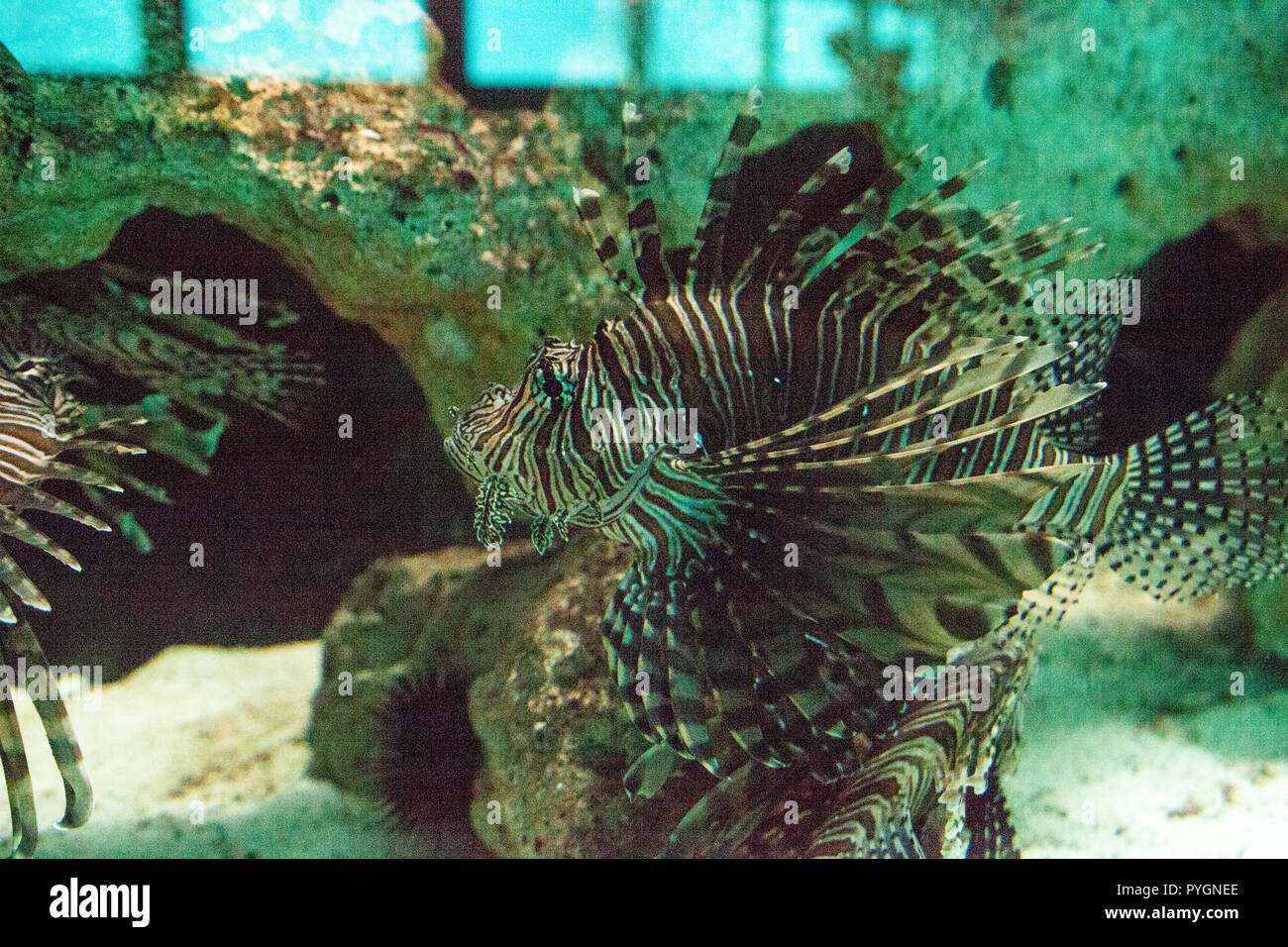 Lionfish Pterois is a venomous fish that is invasive in the state of ...
