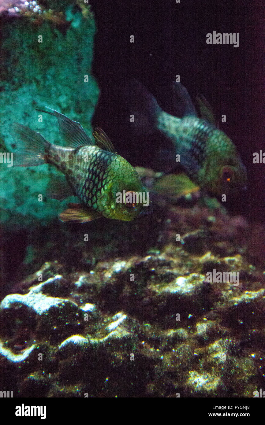 Pajama cardinalfish Sphaeramia nematoptera swims in a coral reef in a ...