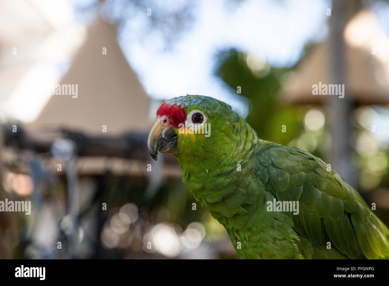 Red-crowned amazon Amazona viridigenalis perches in captivity in ...
