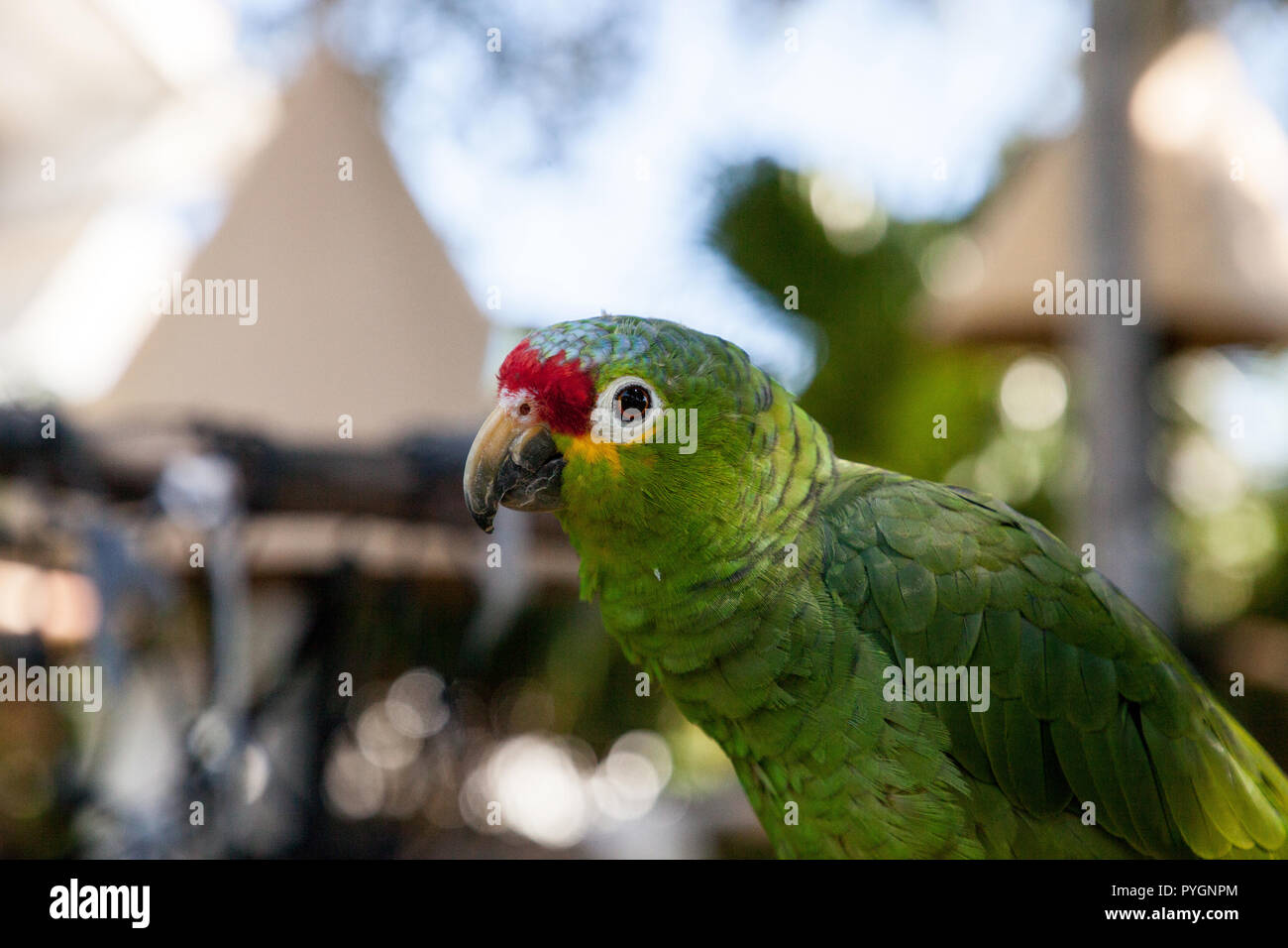 Red-crowned amazon Amazona viridigenalis perches in captivity in ...