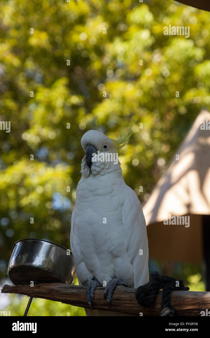 Yellow-crested cockatoo Cacatua sulphurea perches in captivity in ...