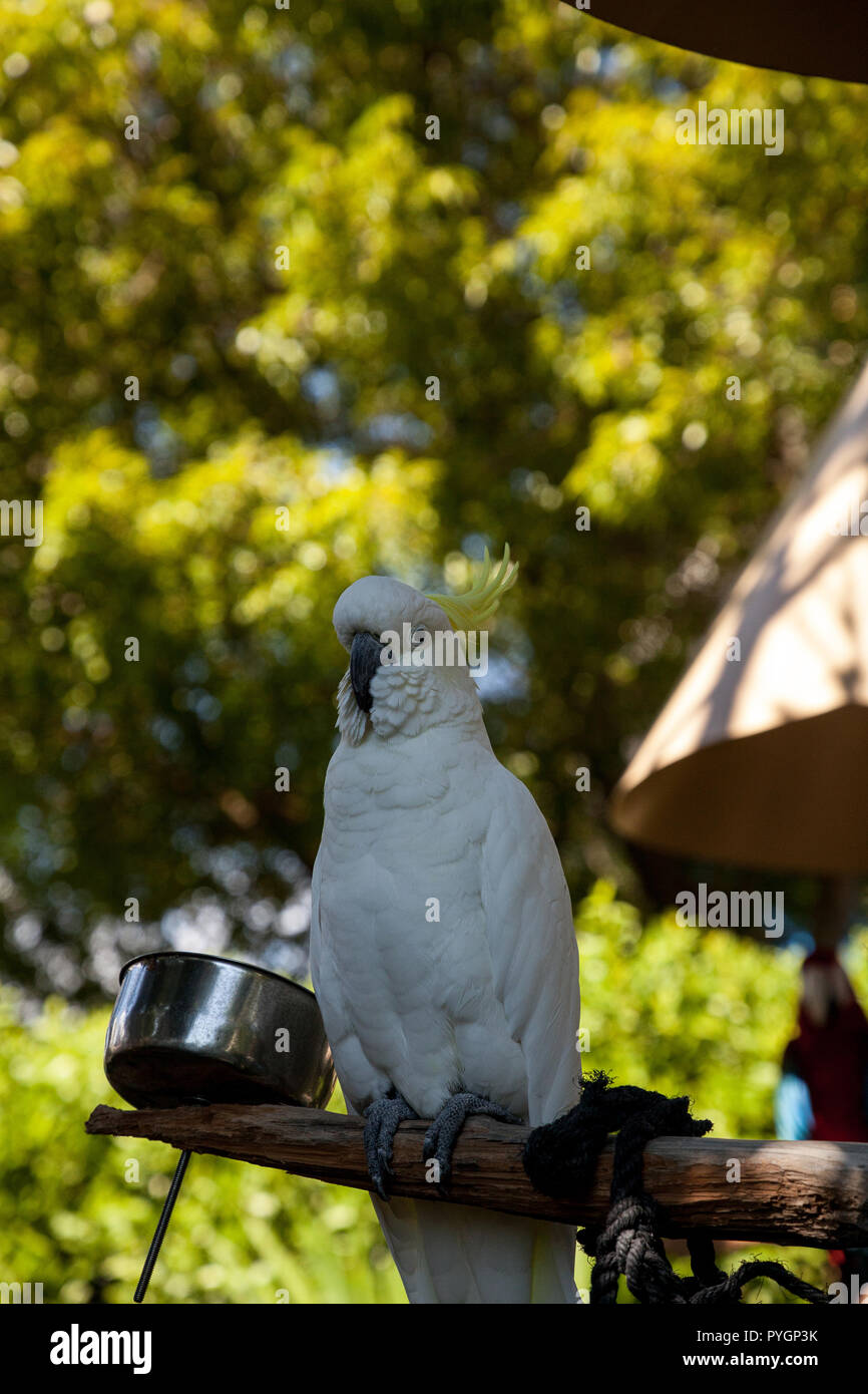 Yellow-crested cockatoo Cacatua sulphurea perches in captivity in ...