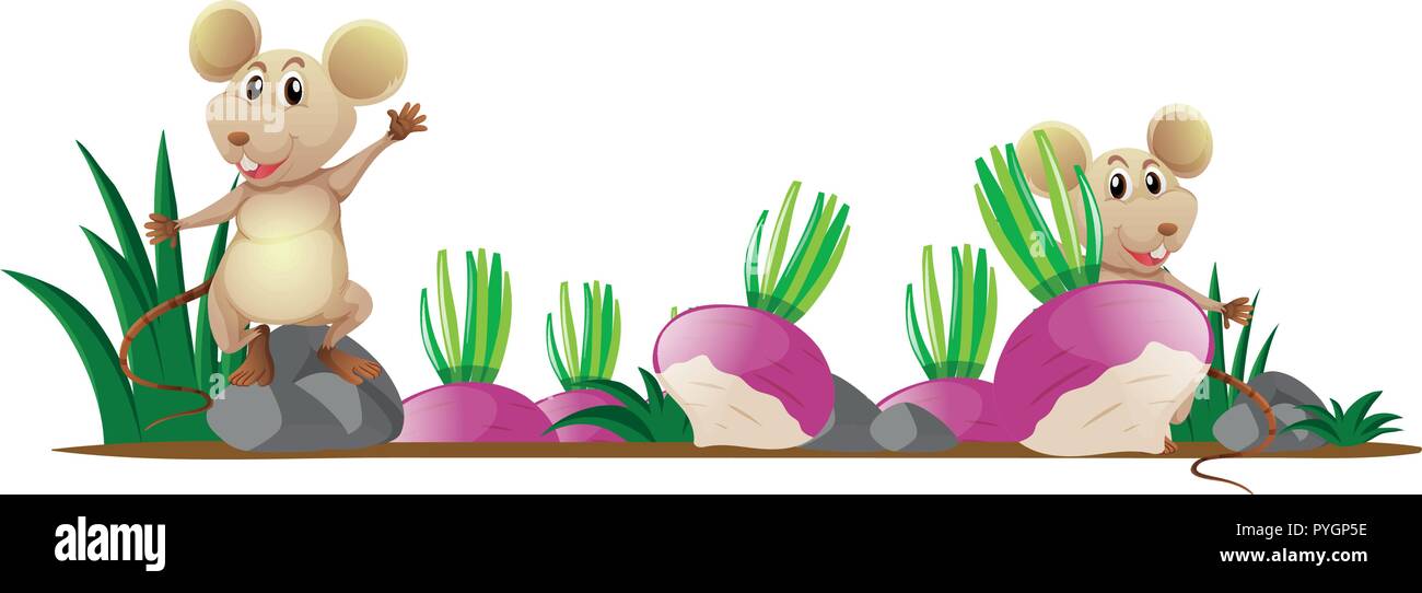 Two rats in vegetable garden illustration Stock Vector Image & Art - Alamy