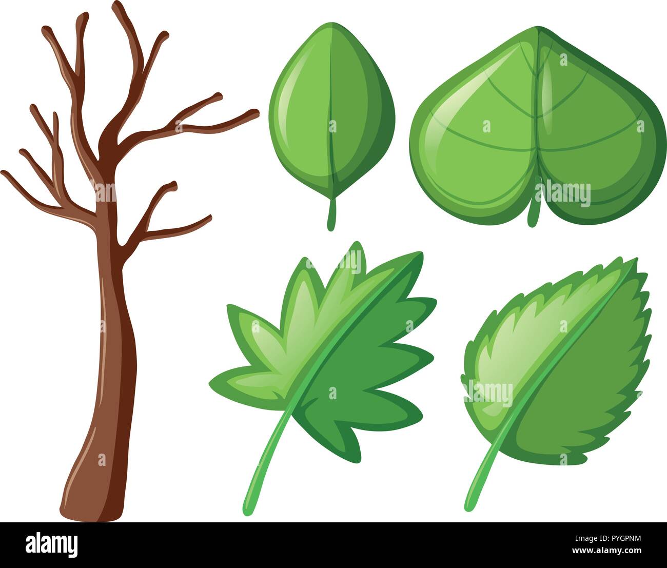 Different shapes of green leaves illustration Stock Vector Image & Art ...