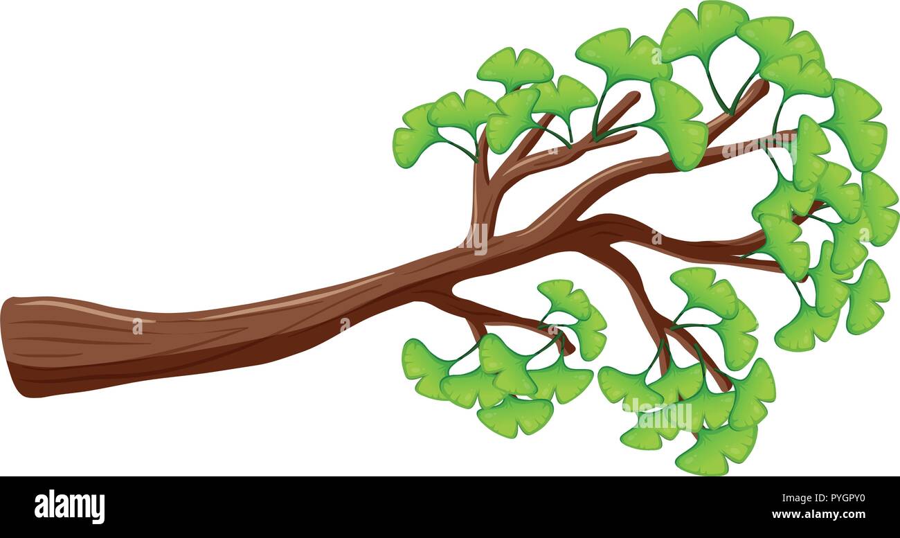 Tree branch with green leaves illustration Stock Vector Image & Art - Alamy
