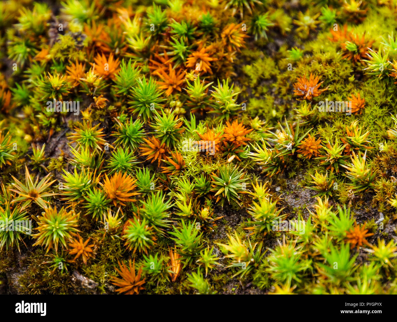 low growing green and orange moss on the rocks of the Irish coastline ...