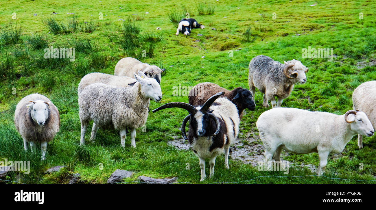 among different breeds of sheep on an Irish hillside stand the unusual ...