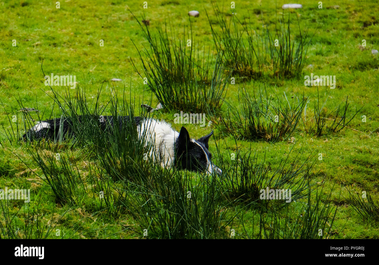 Working sheepdog hi-res stock photography and images - Alamy