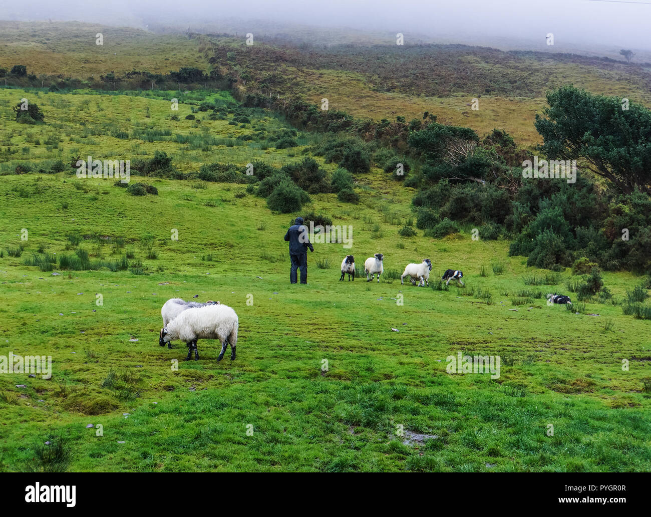 Irish sheep dog hi-res stock photography and images - Alamy