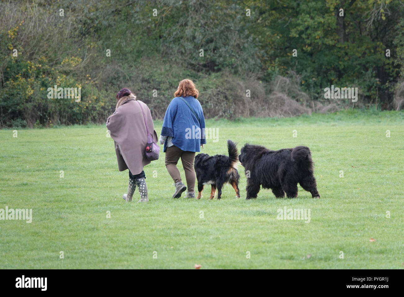 Two women walking their dogs across green grass Stock Photo - Alamy