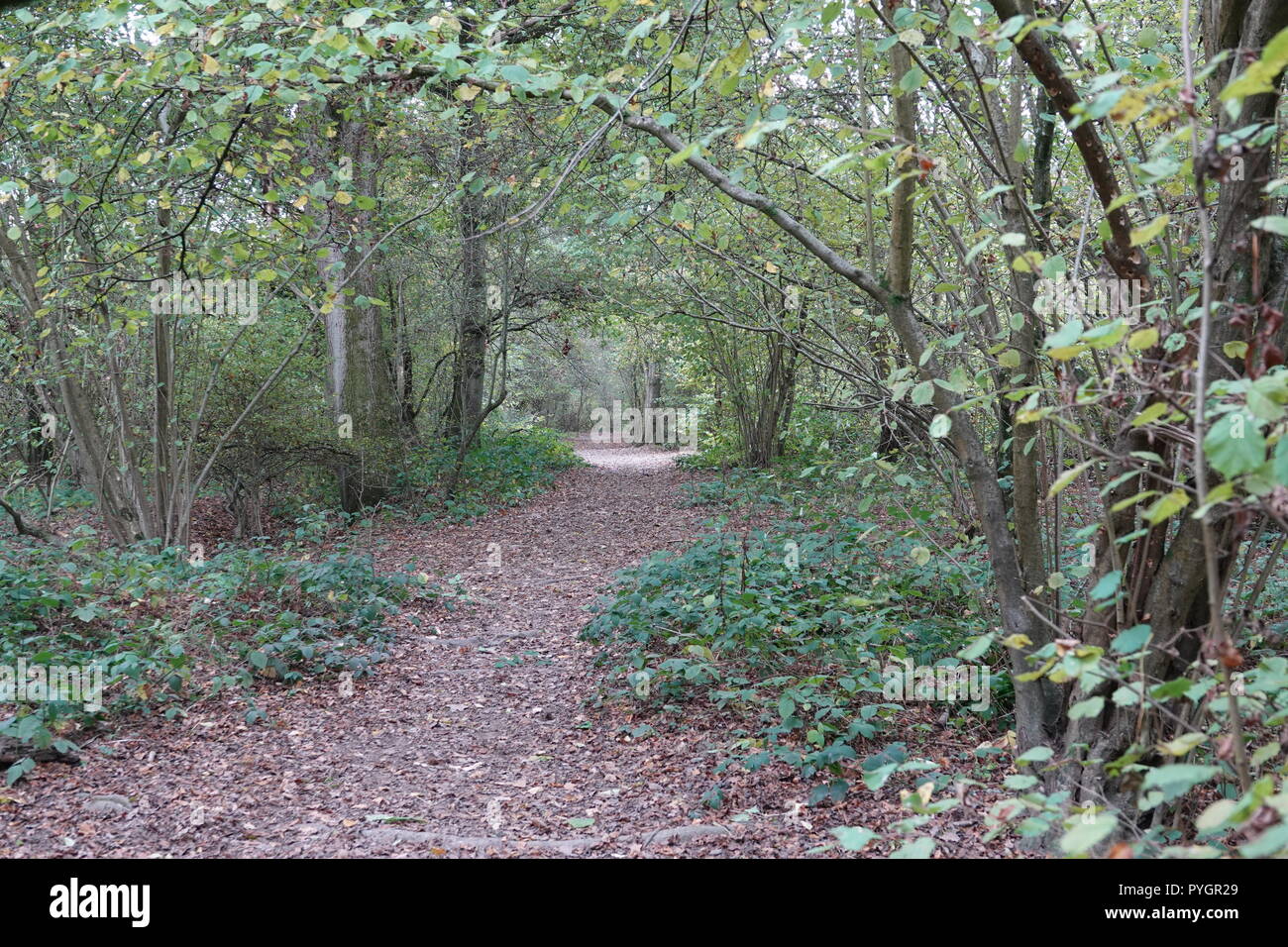 Leafy path through woods Stock Photo - Alamy