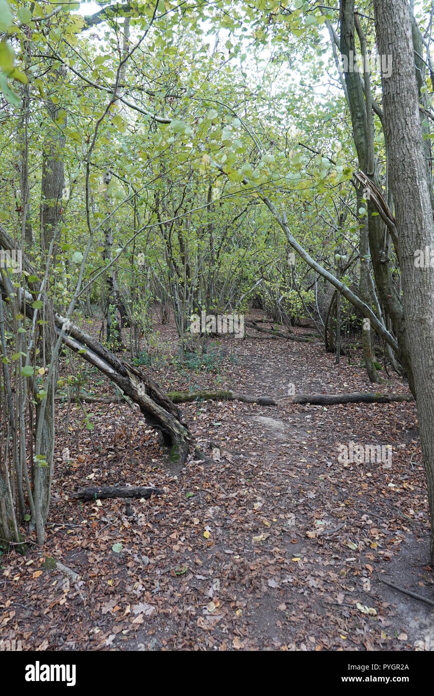 Leafy path through woods Stock Photo - Alamy