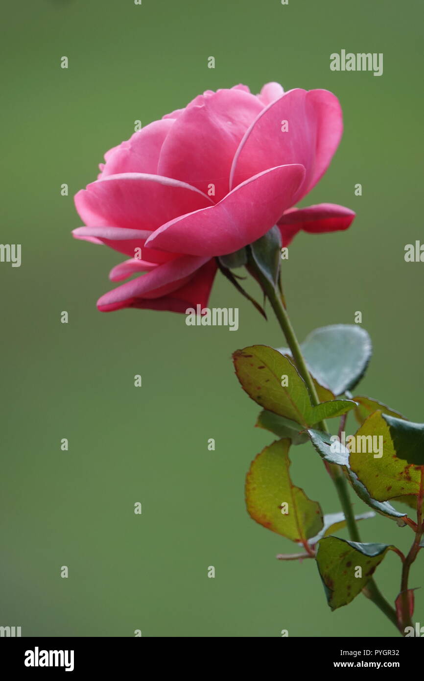 Pink Rose in bloom Stock Photo - Alamy
