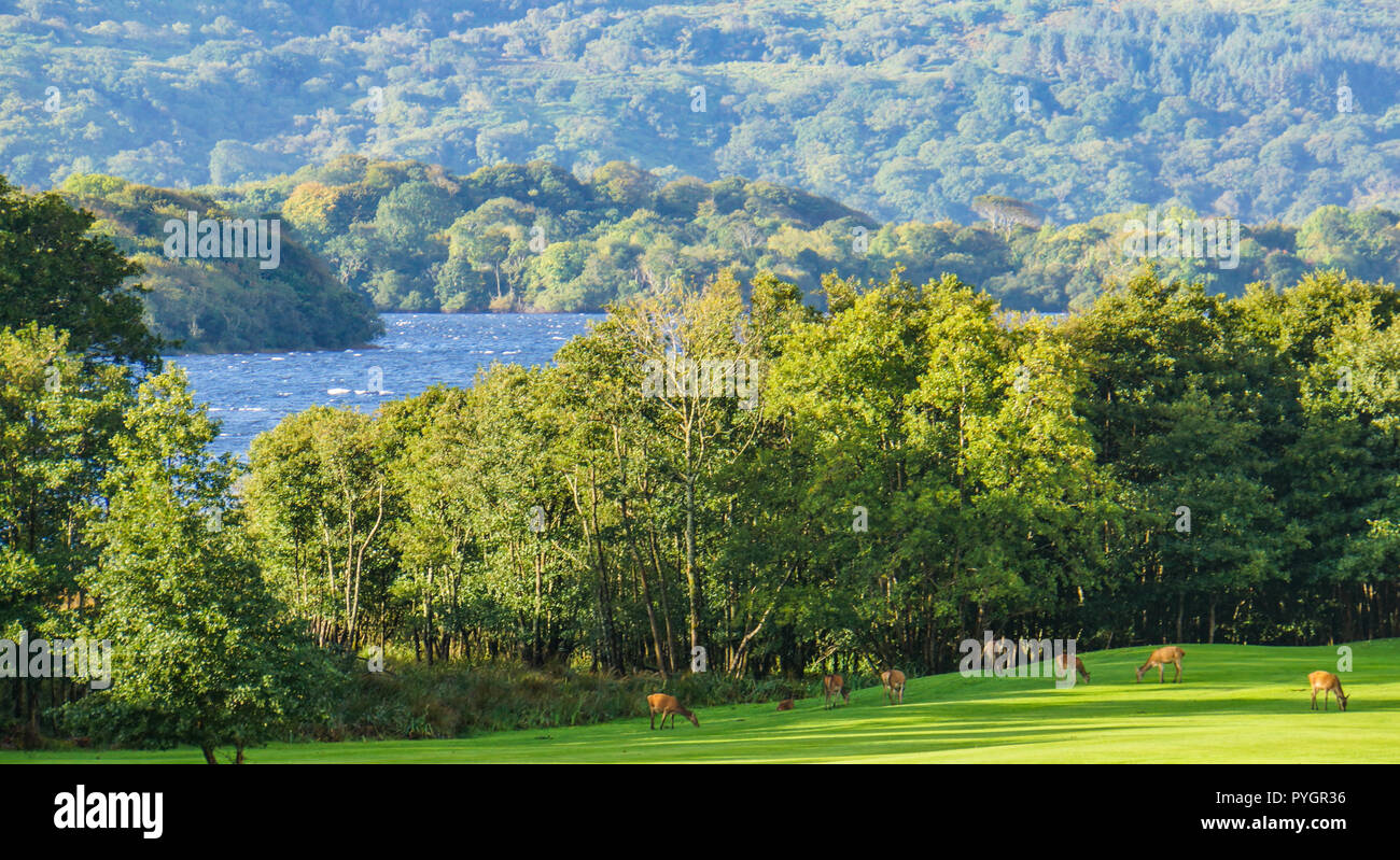 Red deer water killarney hi-res stock photography and images - Alamy