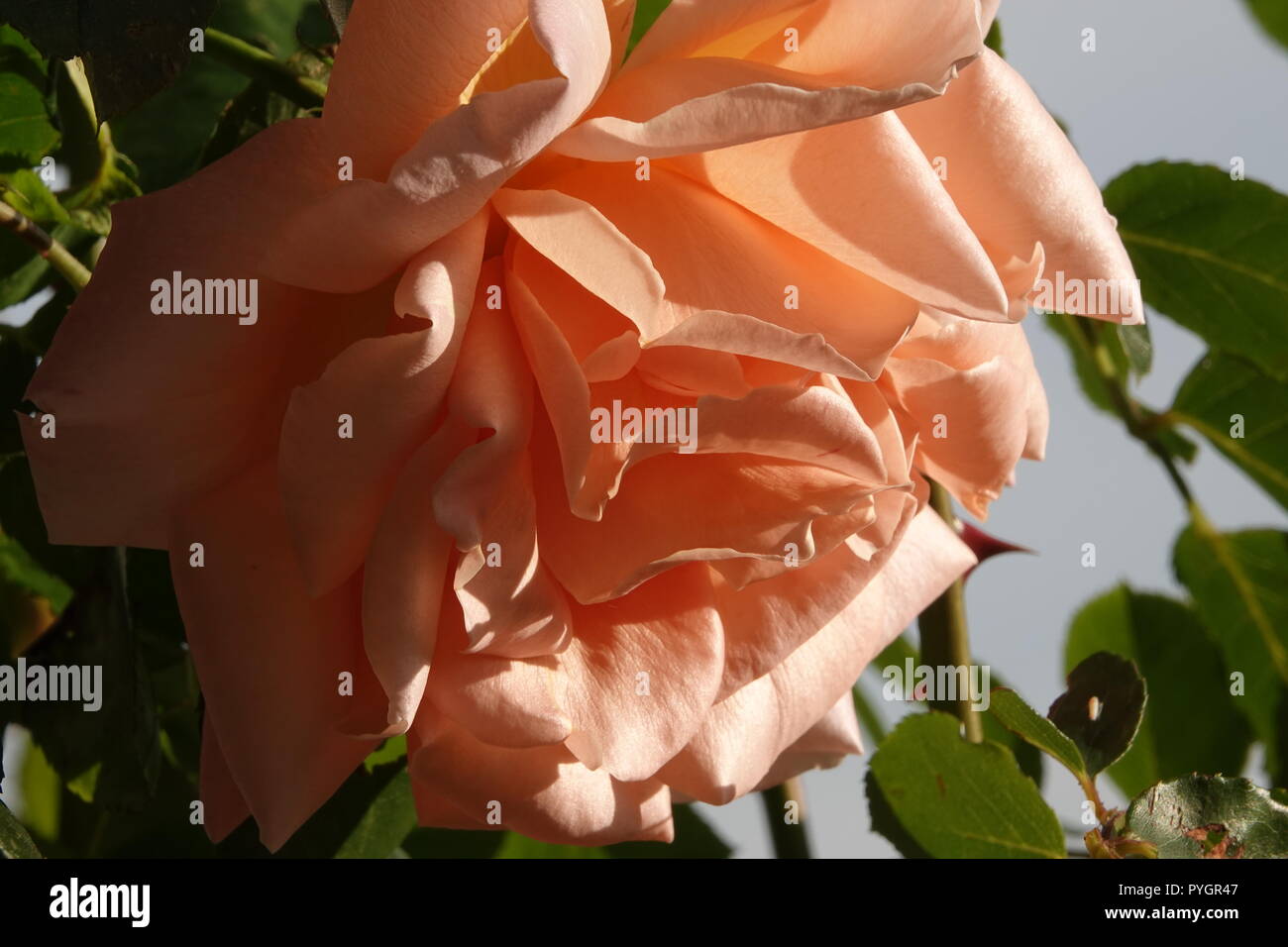 Peach rose in sunshine hi-res stock photography and images - Alamy
