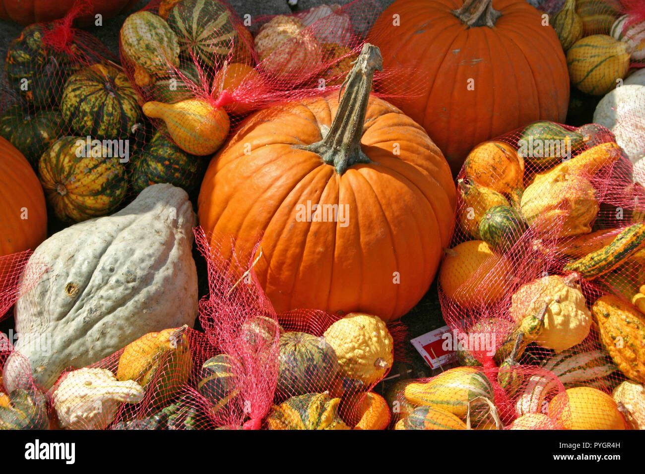Colorful autumn white and orange pumpkins, bumpy gourds and squash ...