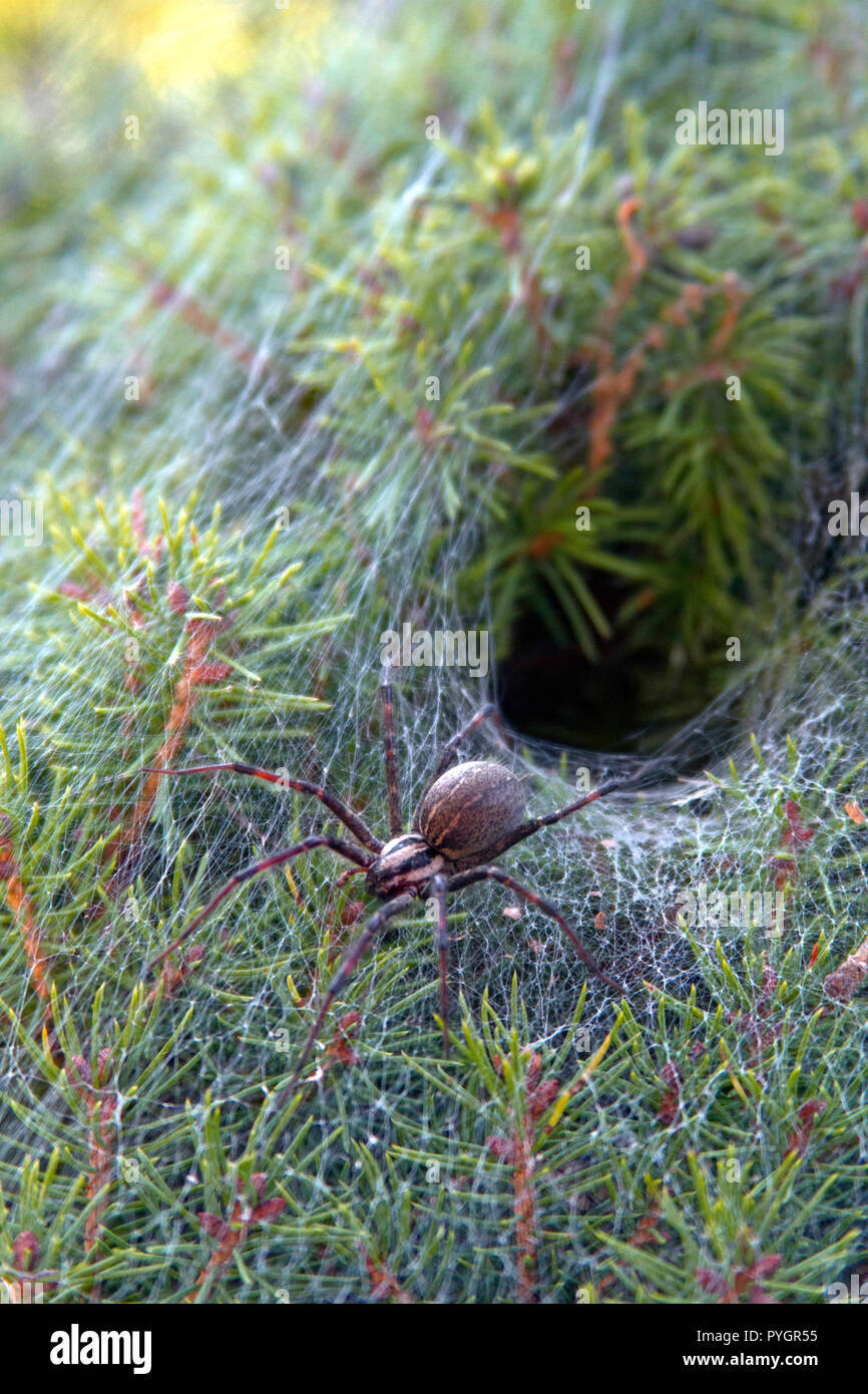 Funnel web spider science hi-res stock photography and images - Alamy