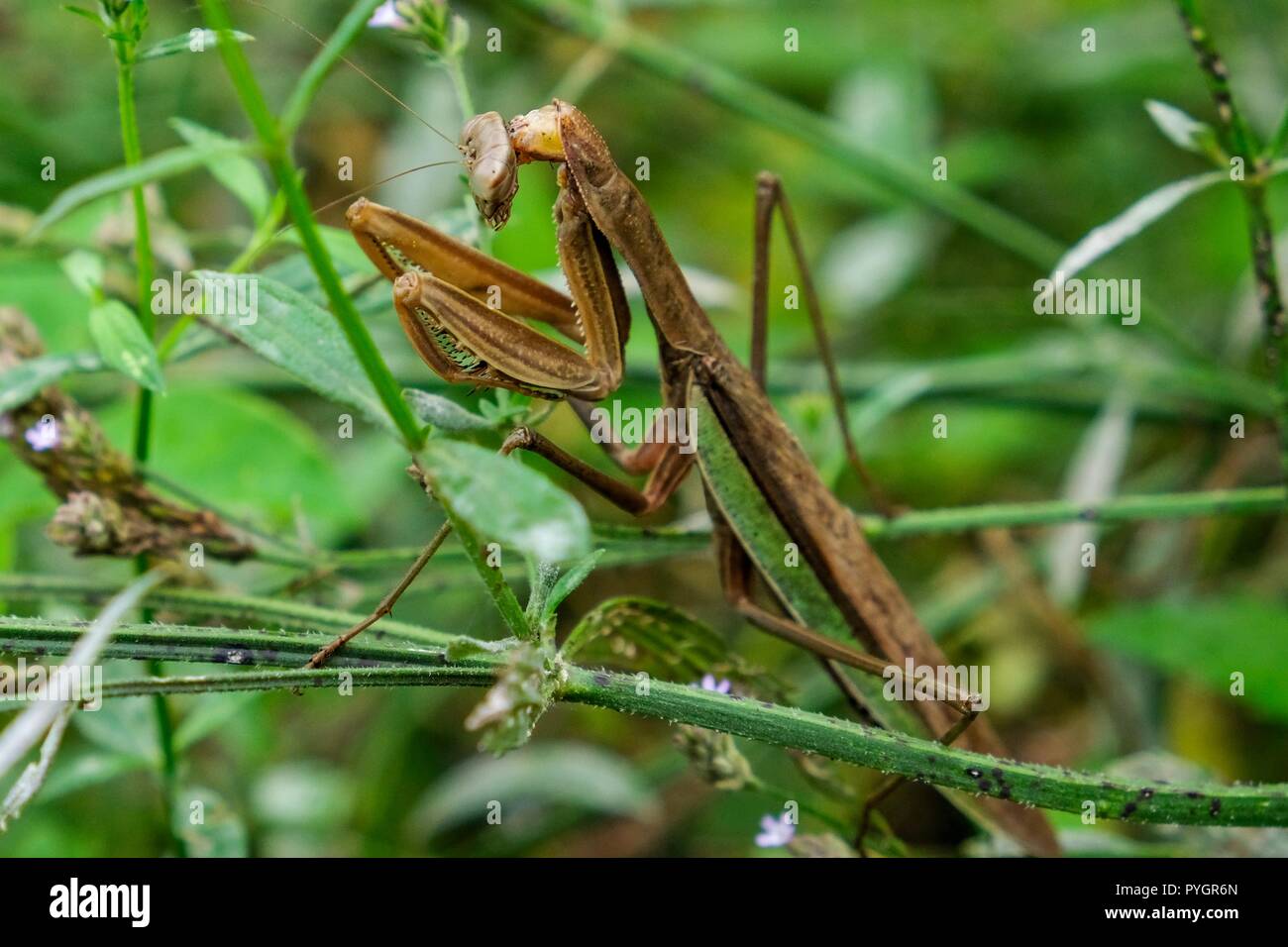 Chinese Praying Mantis Stock Photos & Chinese Praying Mantis Stock ...