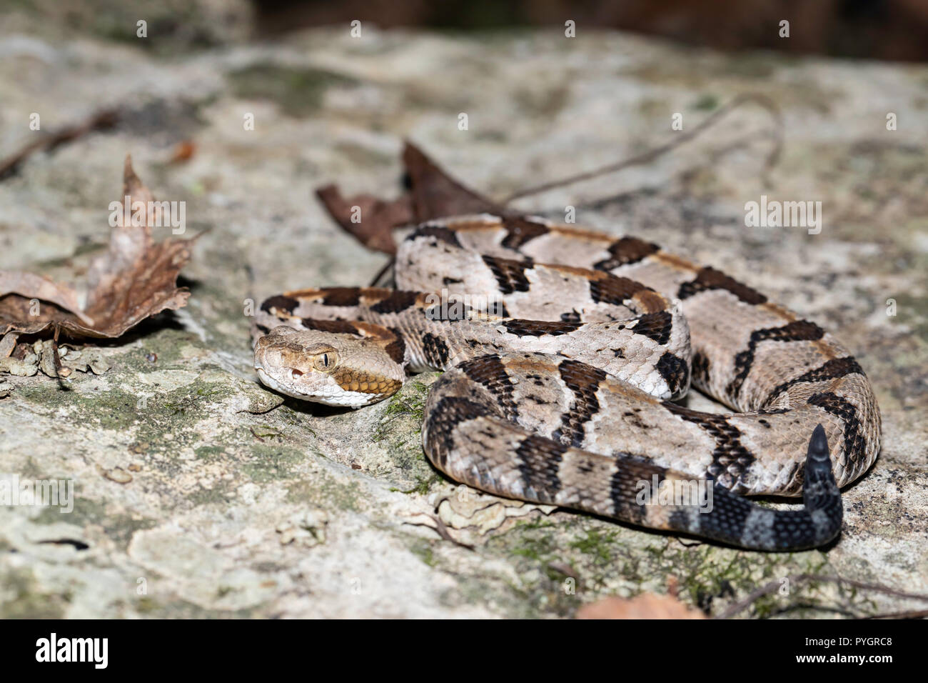 Young timber rattlesnake - Crotalus horridus Stock Photo - Alamy