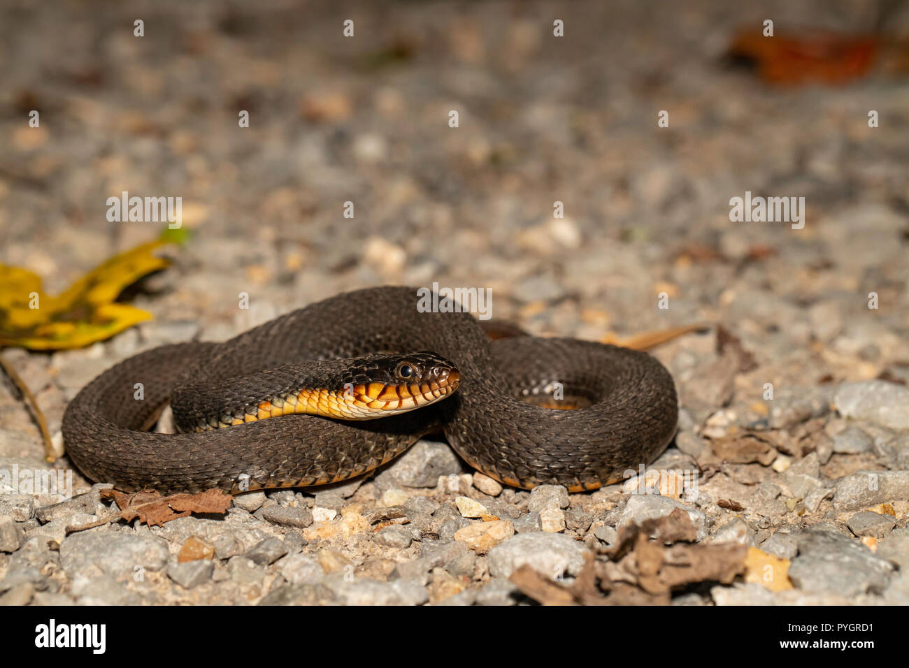 Plainbelly water snake hi-res stock photography and images - Alamy