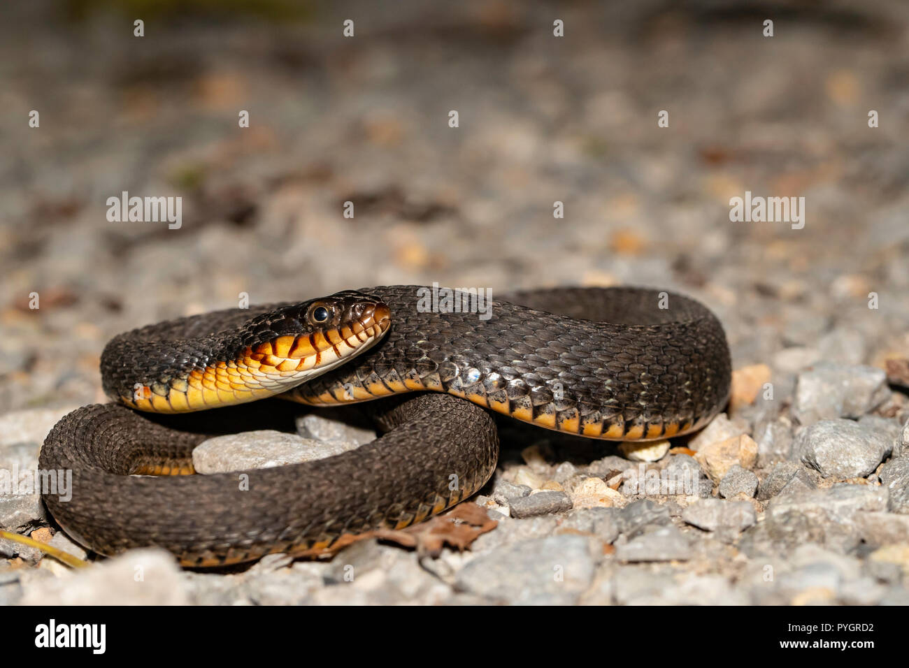Nerodia erythrogaster erythrogaster hi-res stock photography and images ...