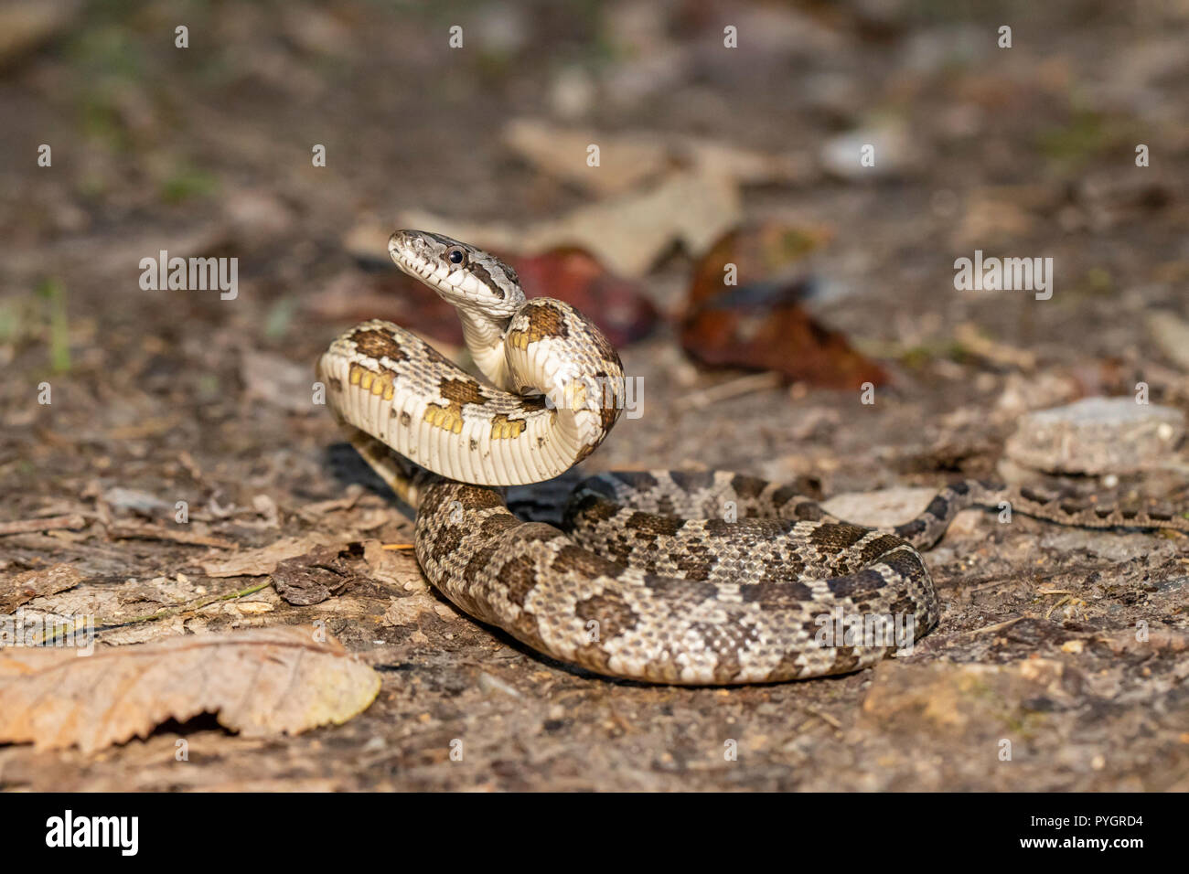 Young midland rat snake - Pantherophis spiloides Stock Photo - Alamy