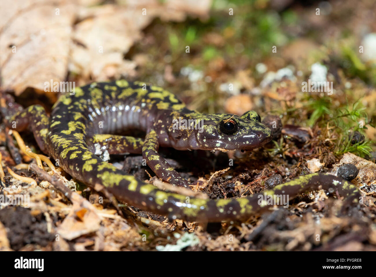 Green salamander - Aneides aeneus Stock Photo - Alamy