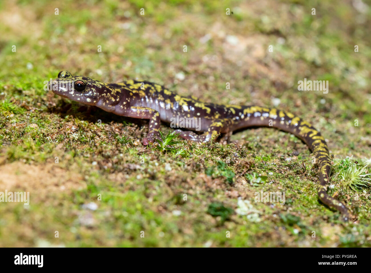 Green salamander - Aneides aeneus Stock Photo - Alamy