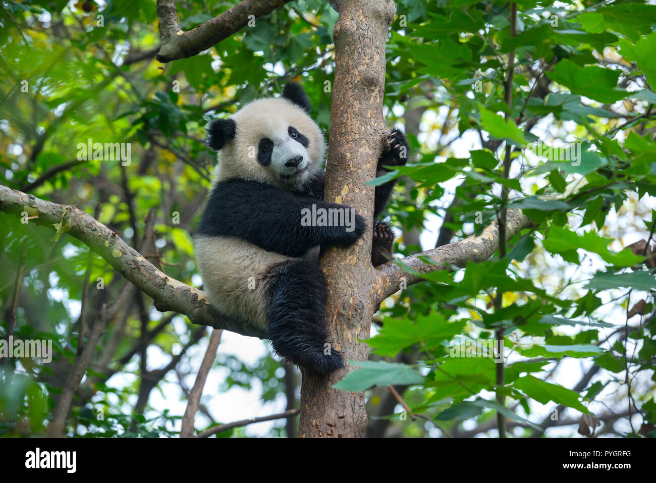 Giant Panda Climbing Tree