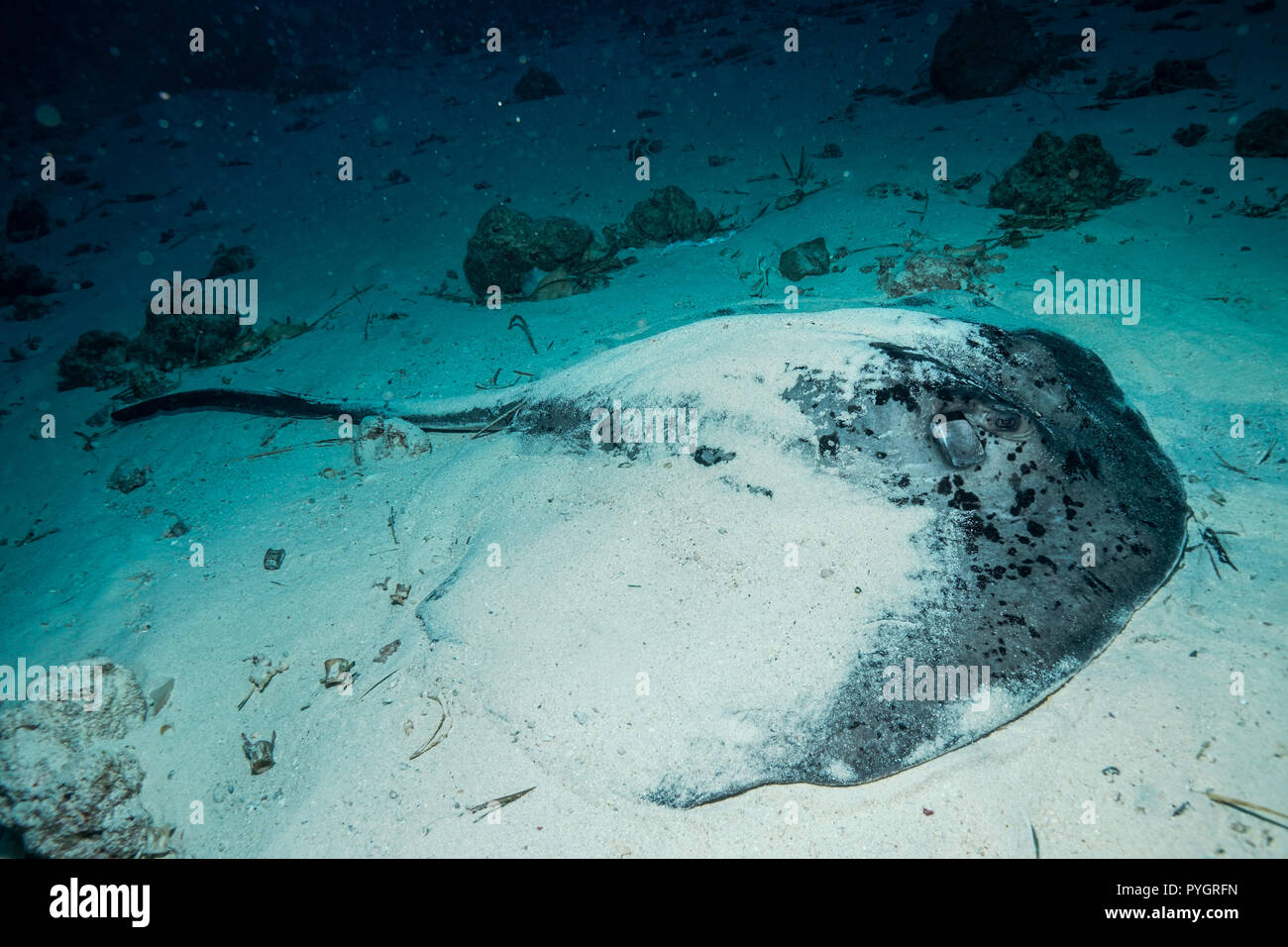 Stingray at Stingray city Maldives Stock Photo - Alamy