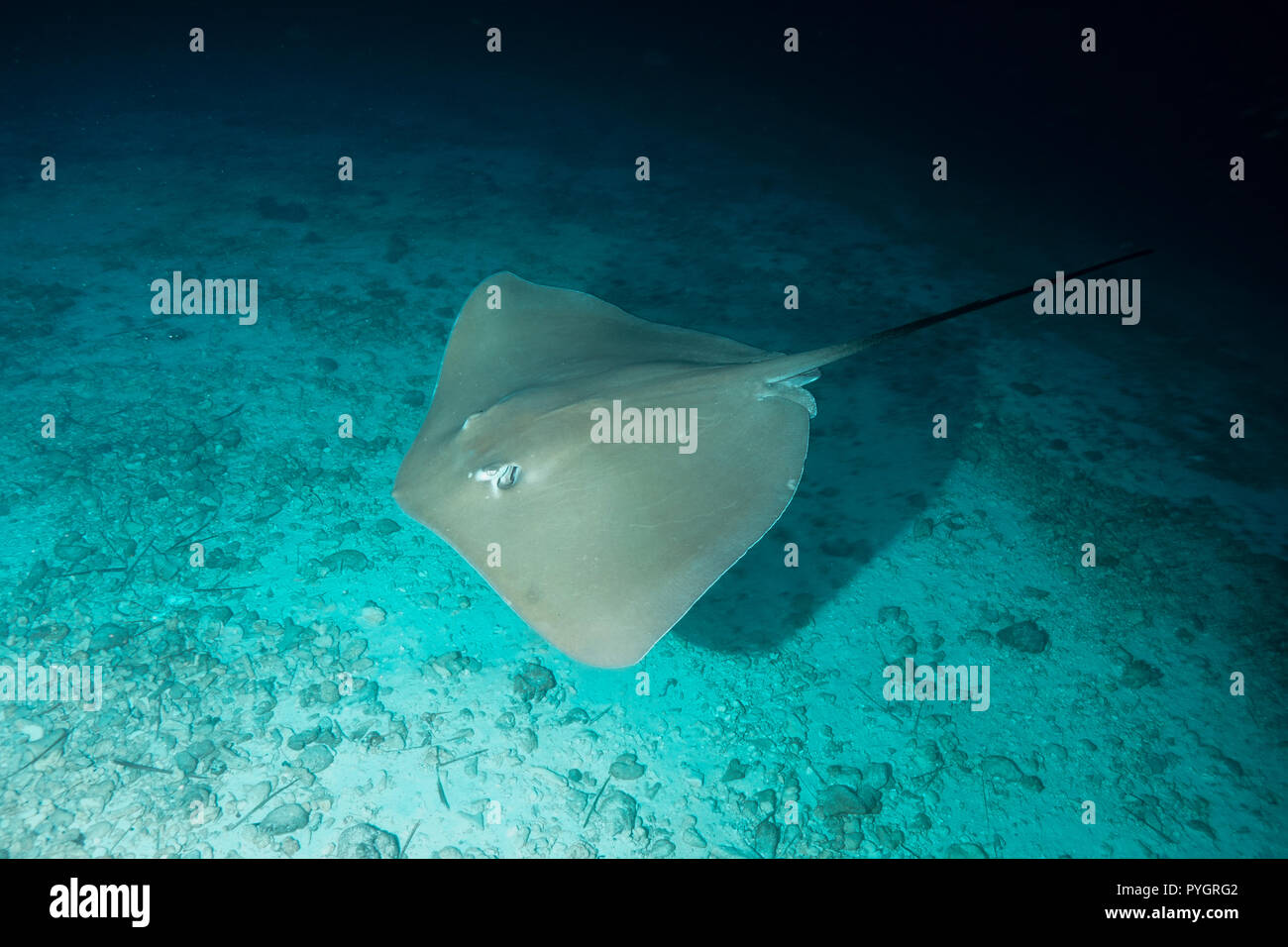 Stingray at Stingray city Maldives Stock Photo - Alamy