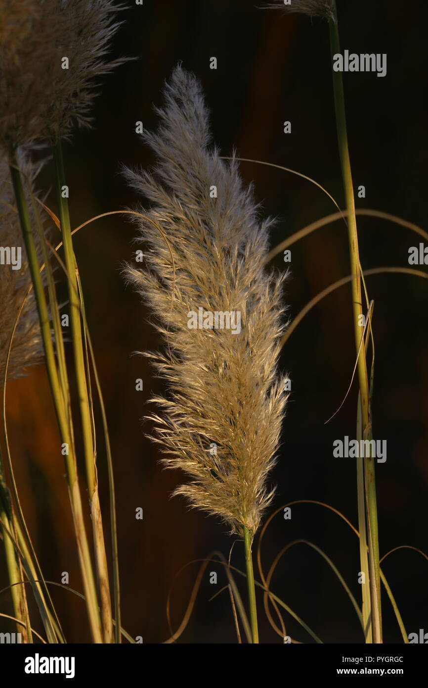 Spyke hi-res stock photography and images - Alamy