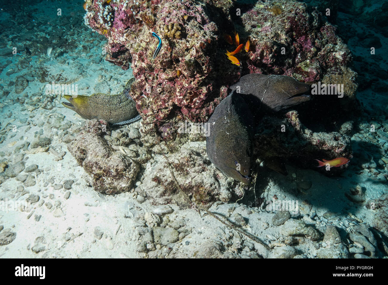 Moray Eel at the Maldives Stock Photo - Alamy