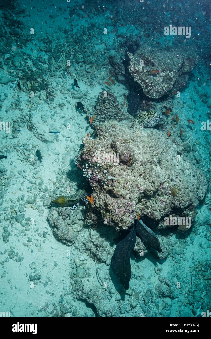 Moray Eel at the Maldives Stock Photo - Alamy