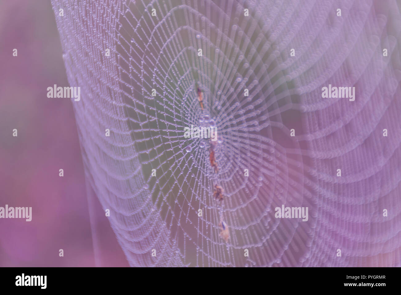 Spider gossamer hi-res stock photography and images - Alamy