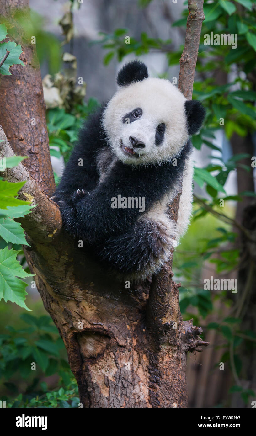 Panda Bear In A Tree