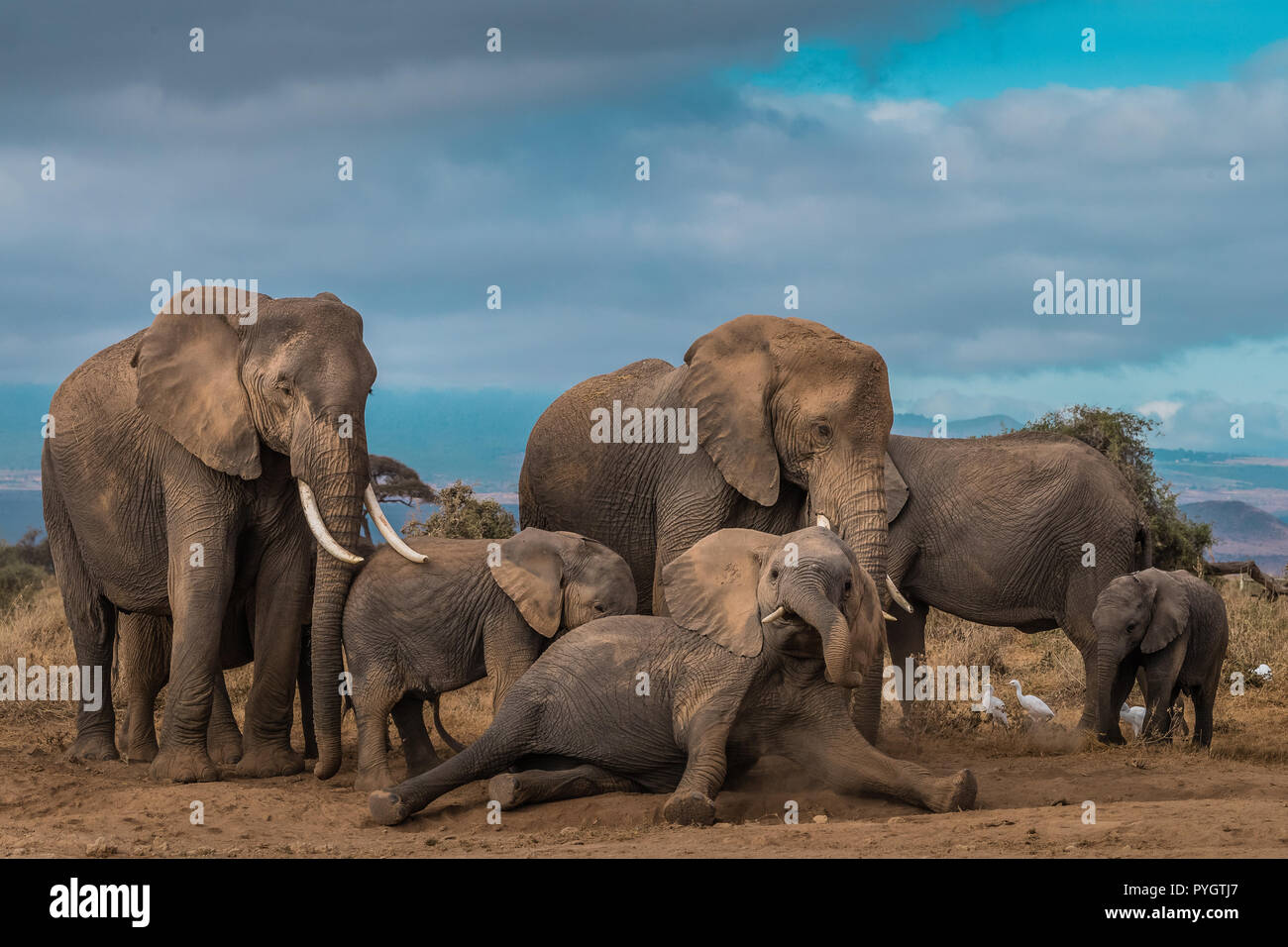 This image of Elephant's family is taken at Amboseli in Kenya Stock ...