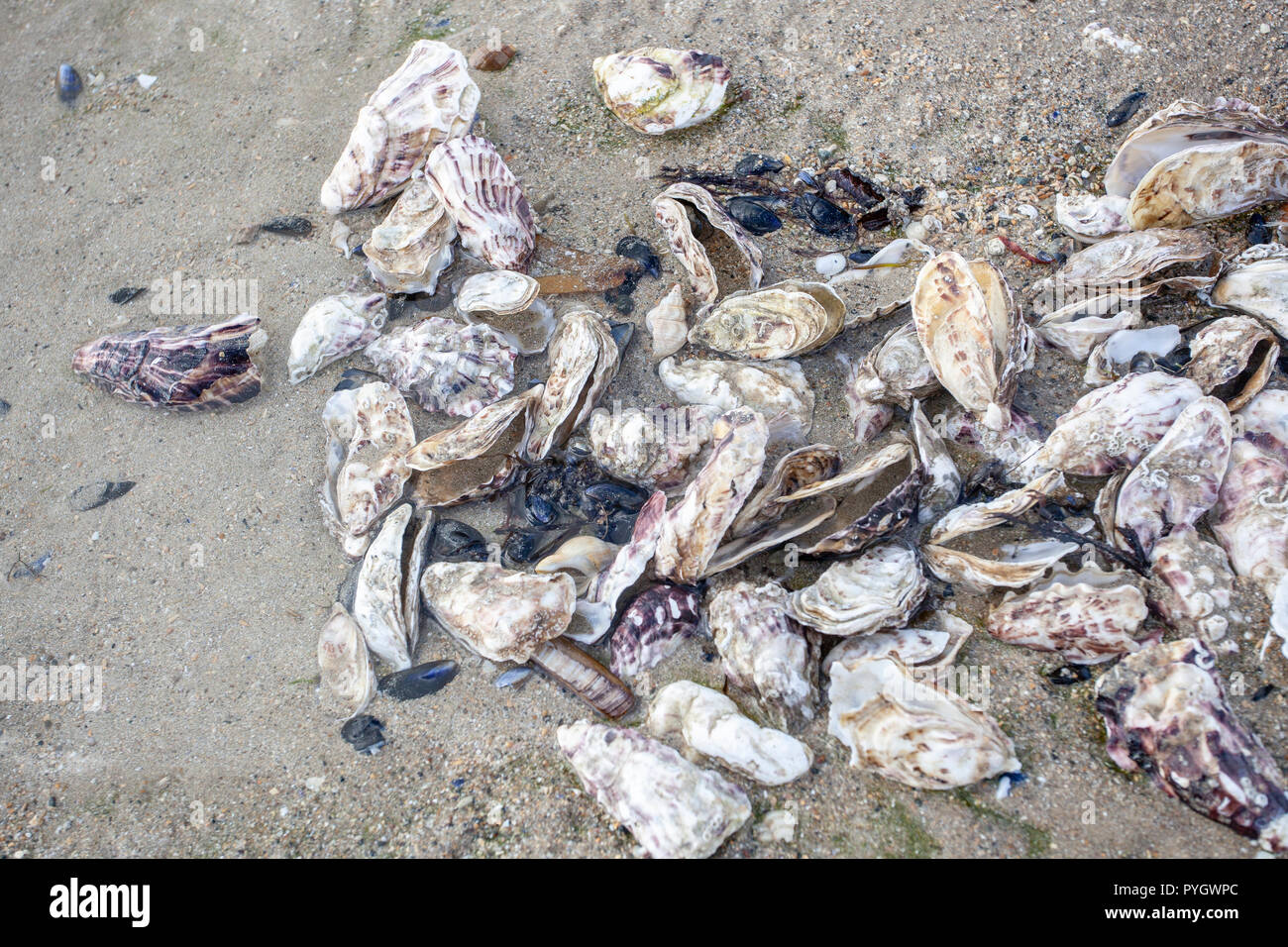 Oyster shells on Normandy beach Stock Photo - Alamy