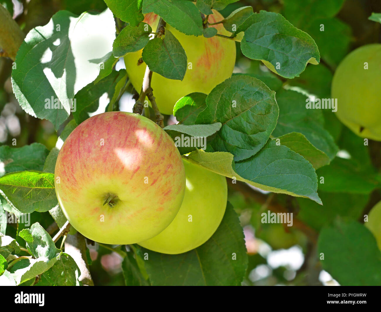 Beautiful ripe red apple hanging hi-res stock photography and images ...